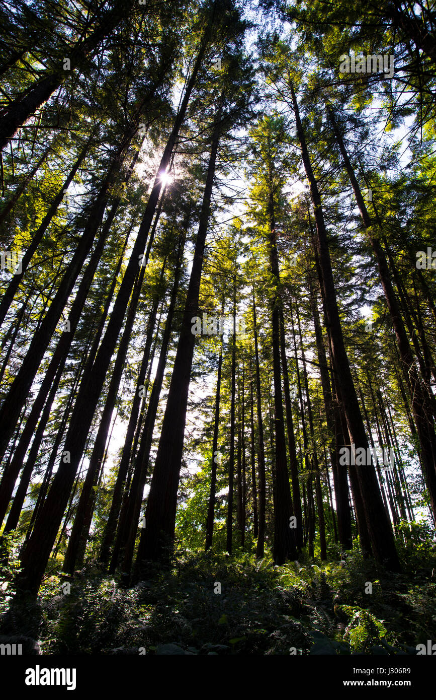 Trunks silhouette hi-res stock photography and images - Alamy