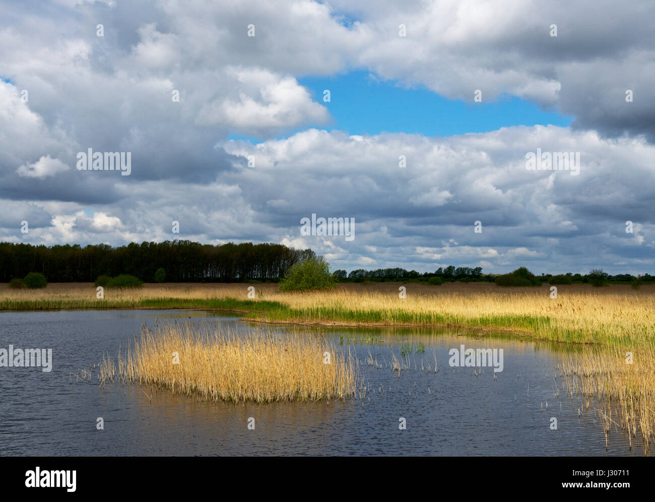 Lakenheath Fen, an RSPB nature reserve, Suffolk, England UK Stock Photo ...
