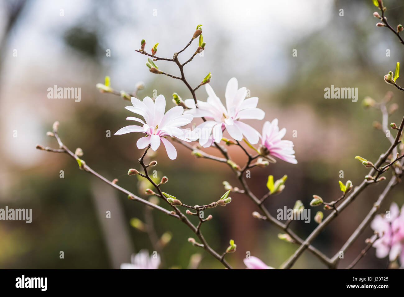 Blossom tree over nature outdoor background. Spring flowers. Spring ...