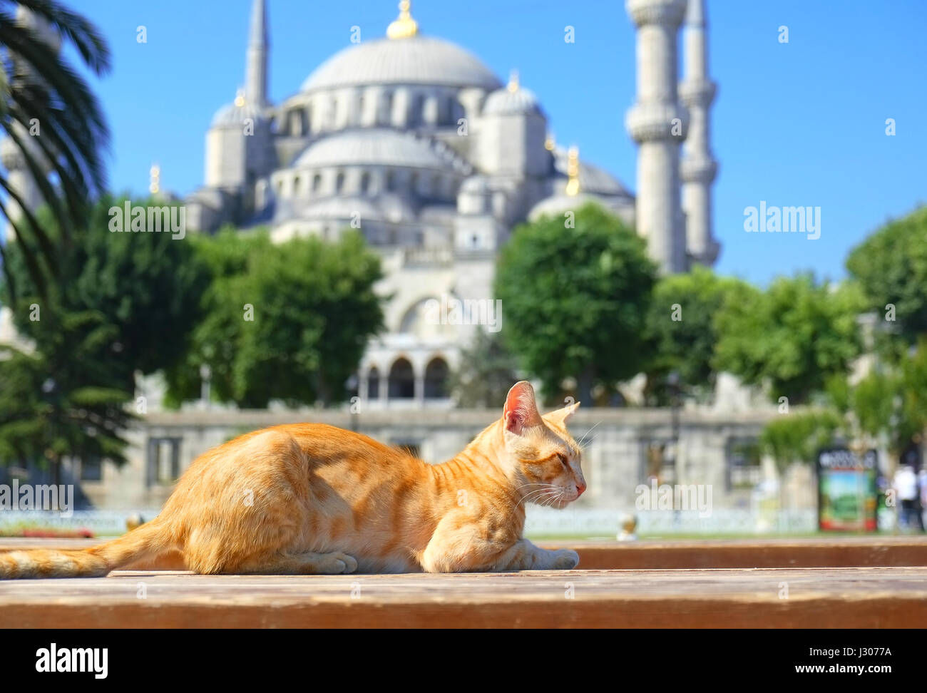 Ginger sunny cat in front of Blue Mosque ( Sultan Ahmet Camii ) in ...
