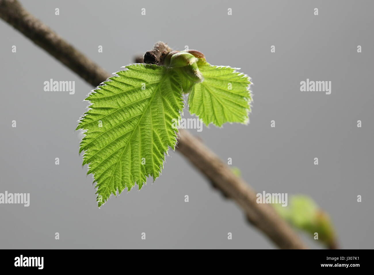 New leaf of Common Hazel Stock Photo - Alamy