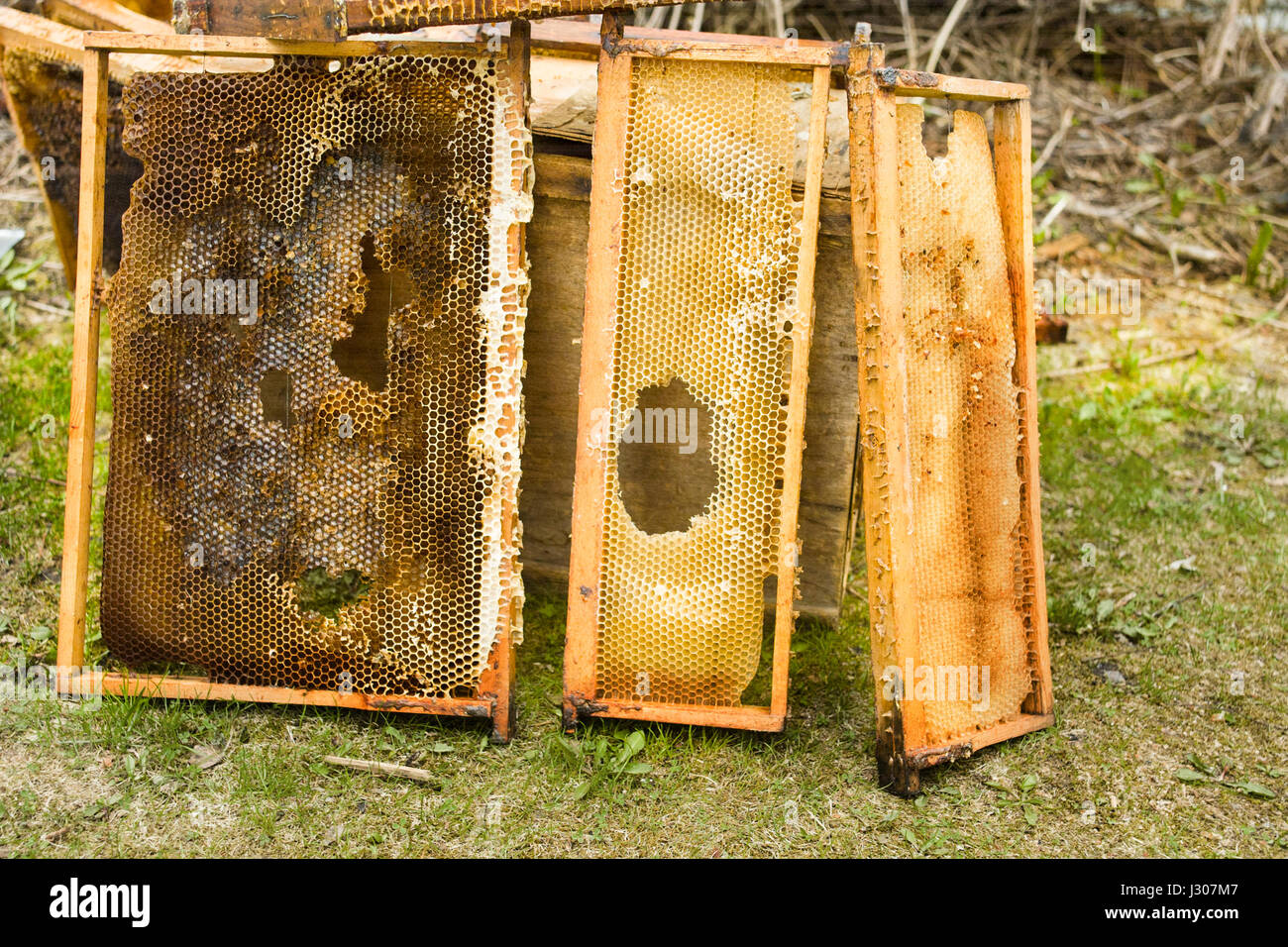 Bunch of bee hive frames damaged by mice, cropped outdoor shot Stock ...