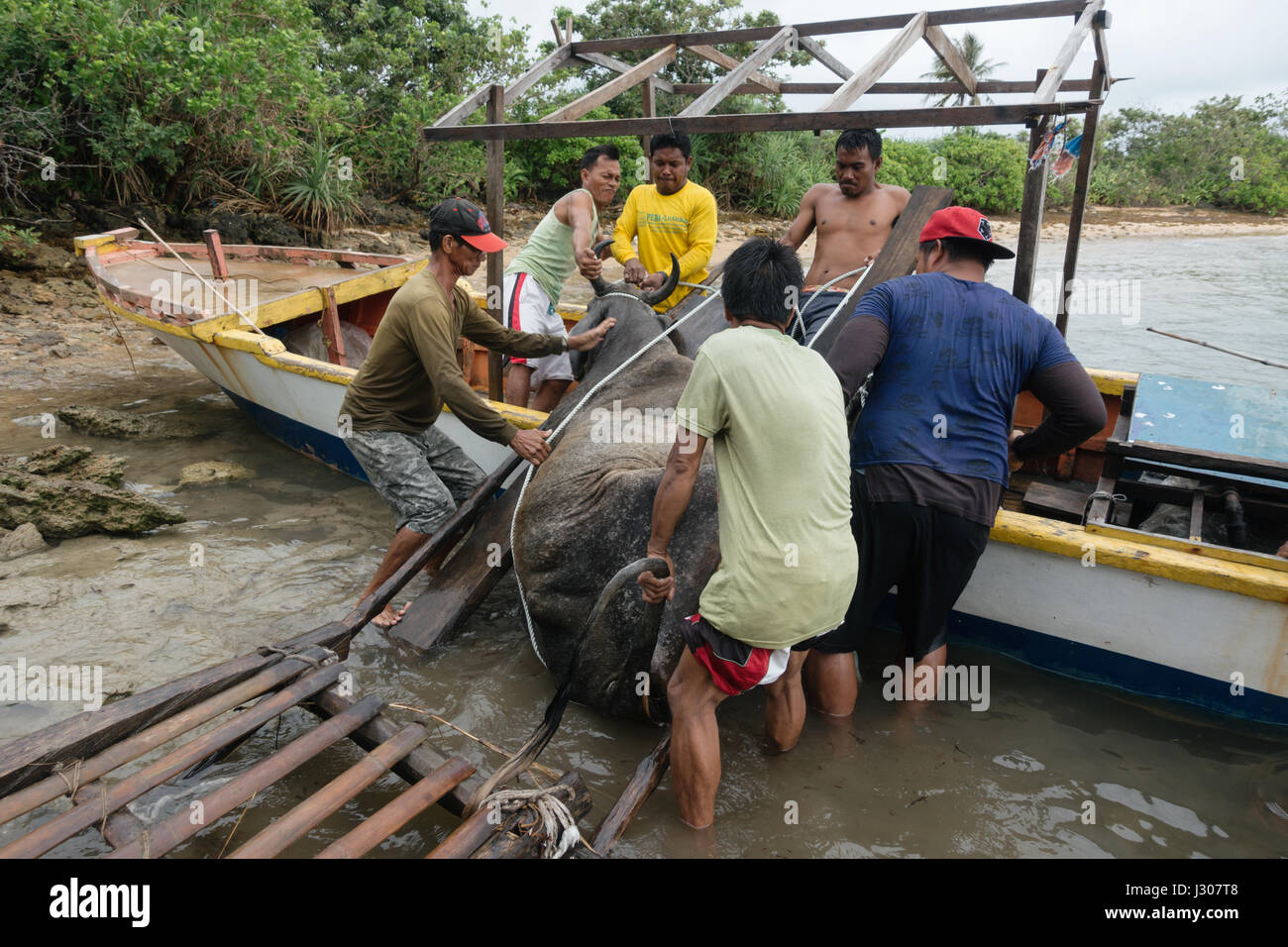 Pandanan Island, Philippines - April 30, 2017: A previously injure and ...