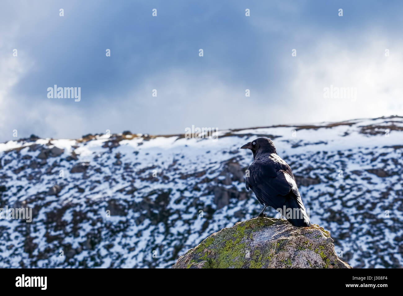 Australian Raven perching on a rock with snowy mountains in the ...