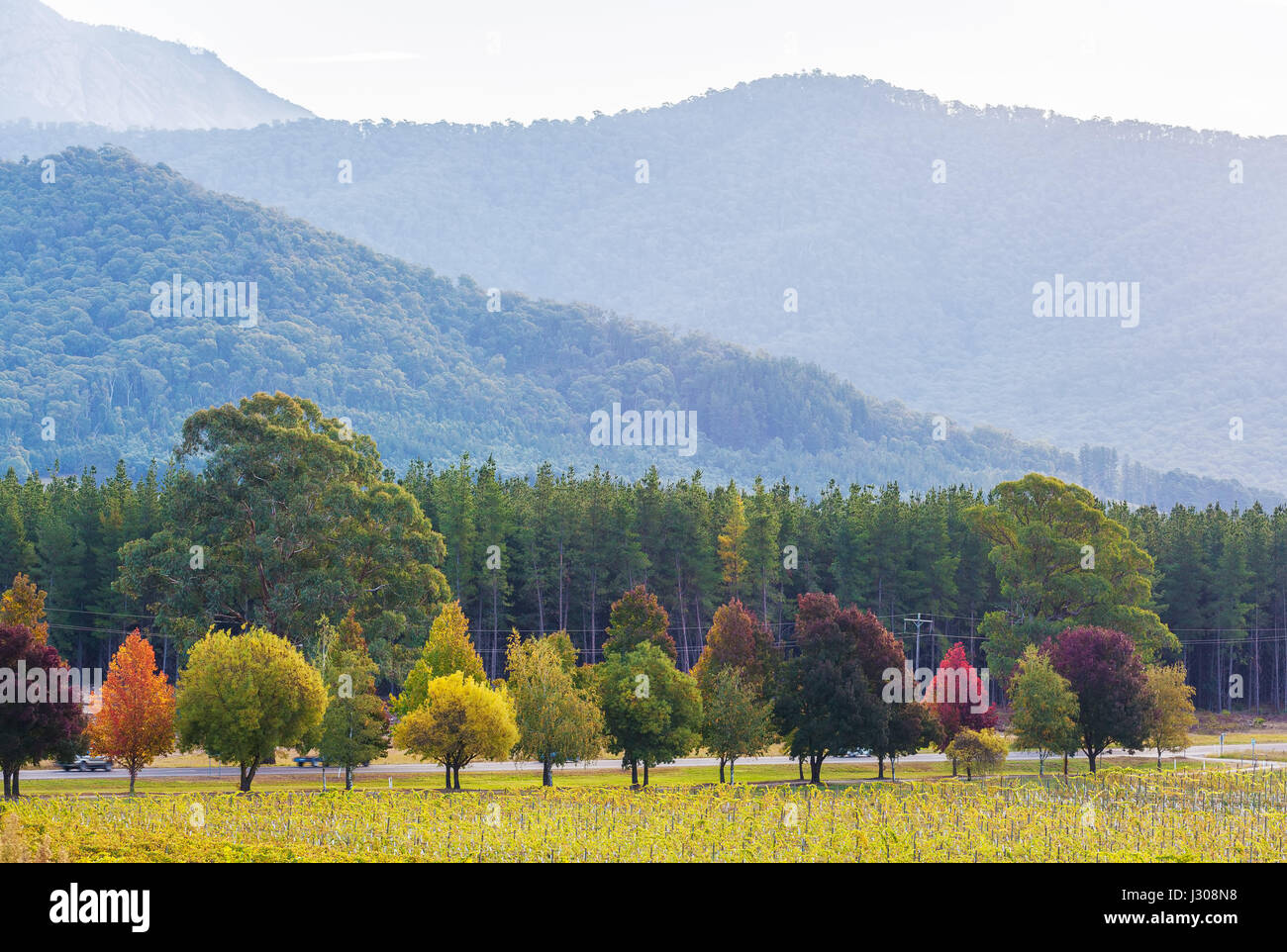 Fall in Australia - green, yellow, red, and orange trees Stock Photo ...