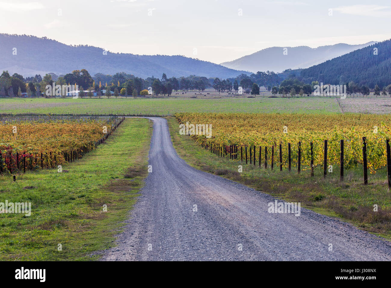 Vineyard australia hi-res stock photography and images - Alamy