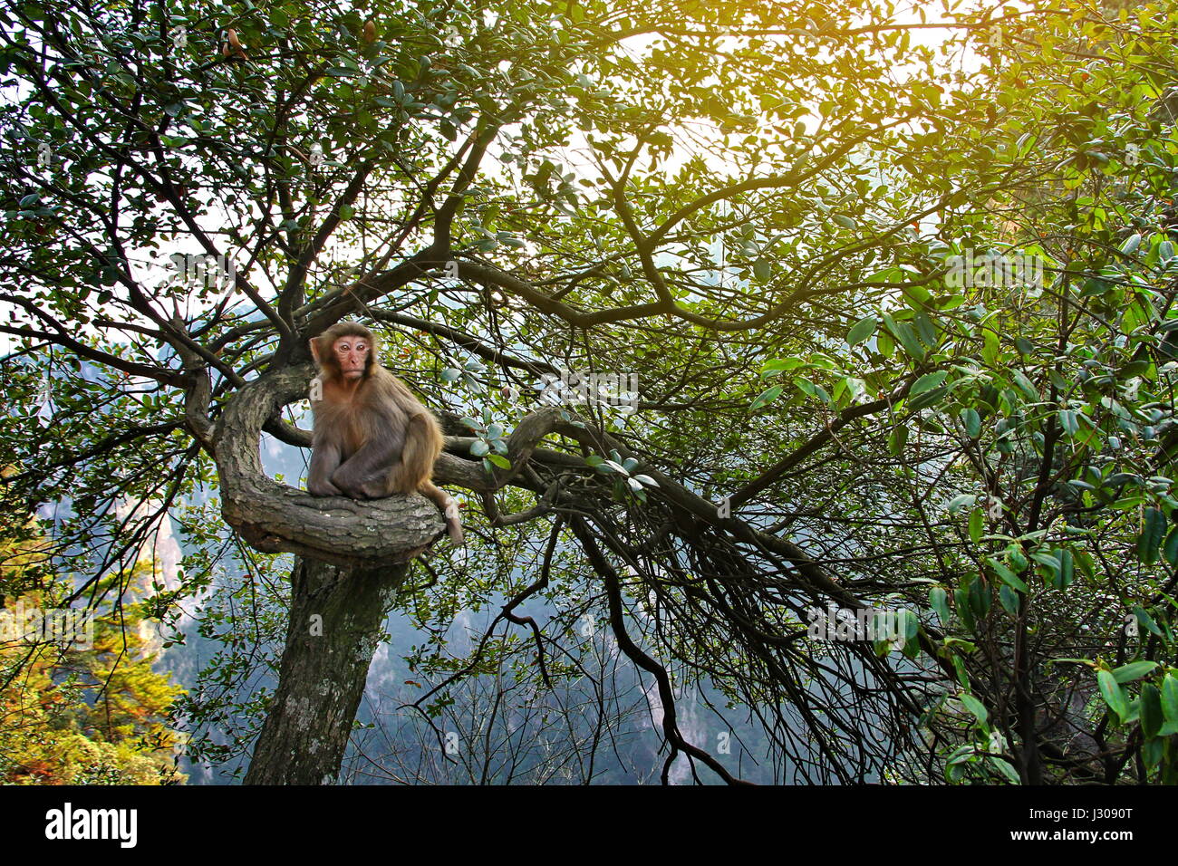 China's mountain monkey perched on a tree overhanging the cliff with ...
