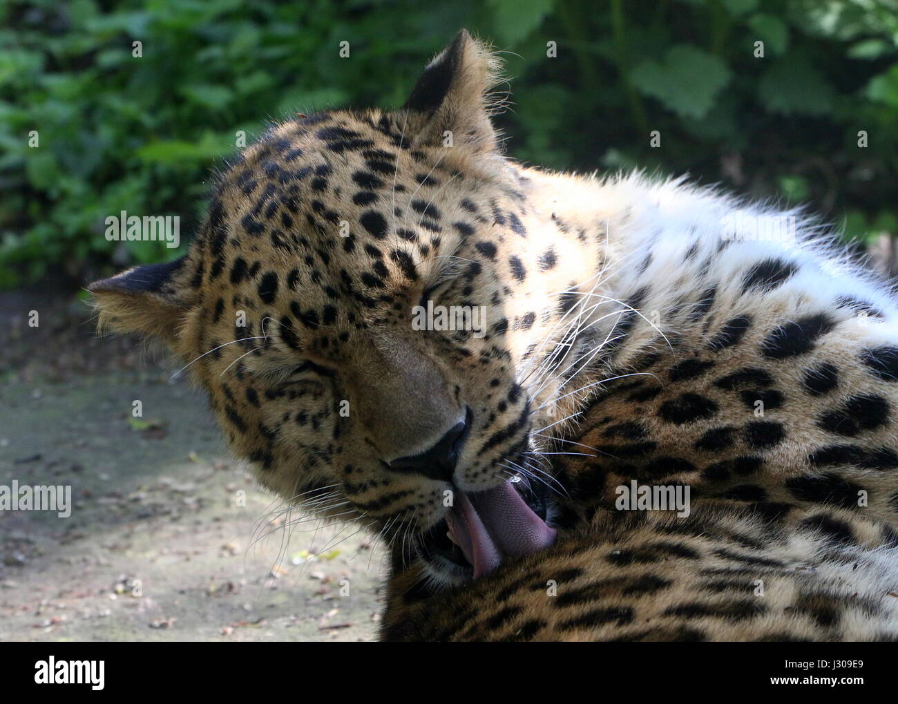 Amur leopardo hi-res stock photography and images - Alamy Amur leopardo hi-res stock photography and images - Alamy
