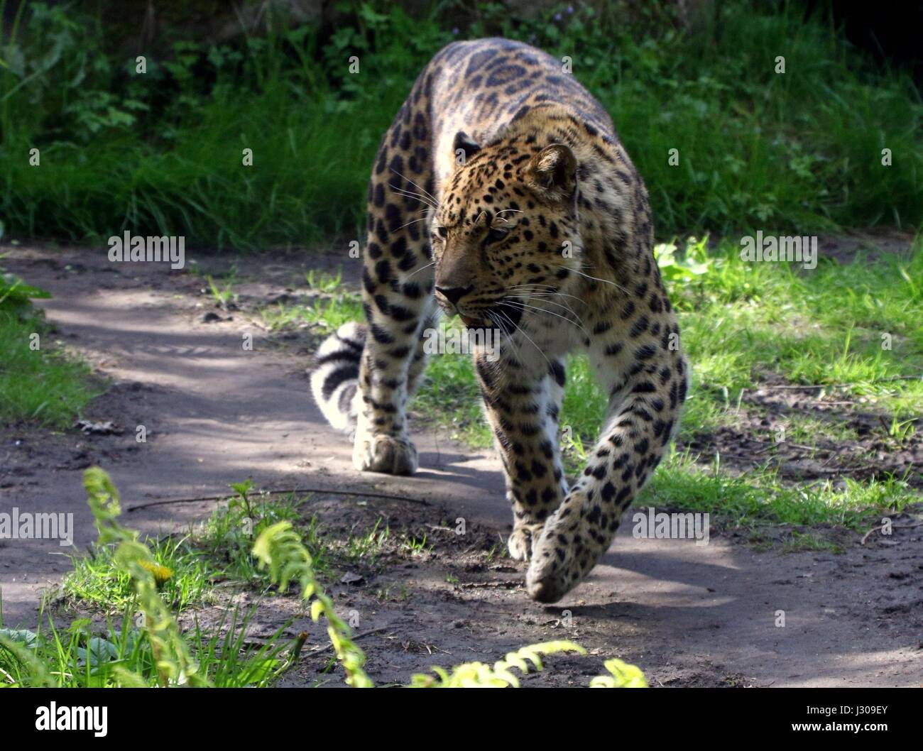Amur leopard hunting hi-res stock photography and images - Alamy