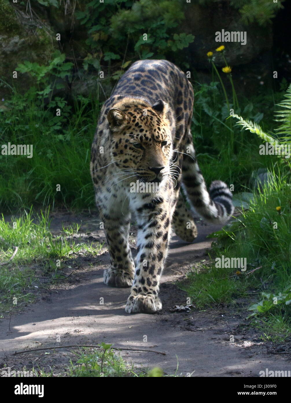 Panthera pardus orientalis hi-res stock photography and images - Alamy