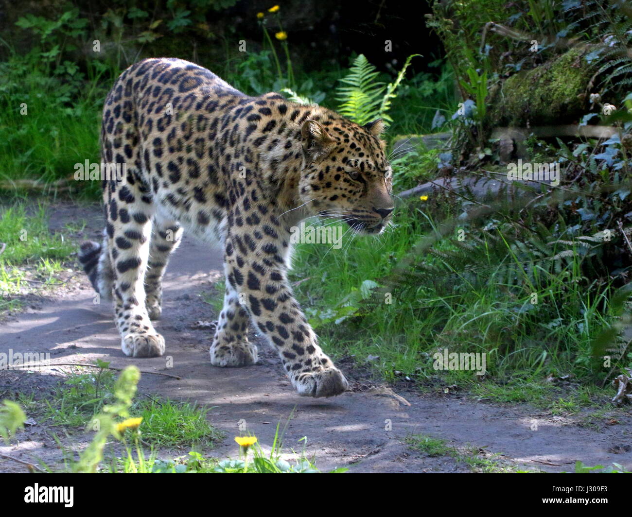 Amur or Far Eastern Leopard (Panthera pardus orientalis) on the prowl ...