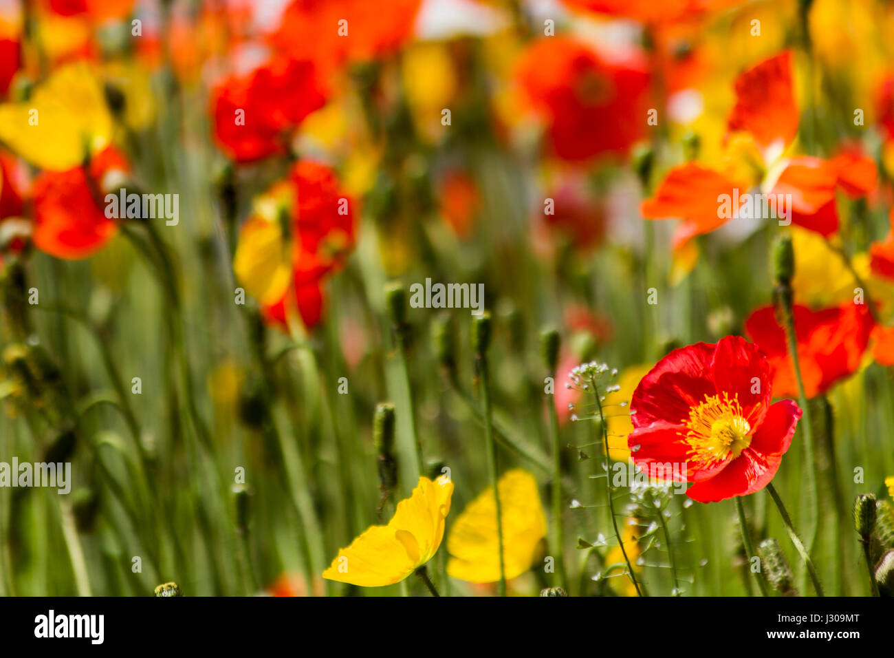 View at colorful spring flowers in the field on a sunny day Stock Photo ...