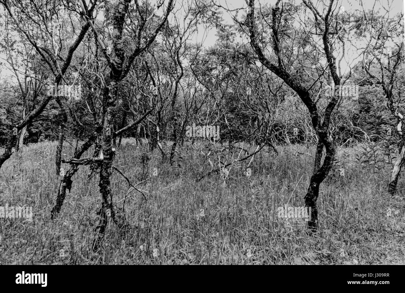 Spooky Trees or Bushes Stock Photo - Alamy