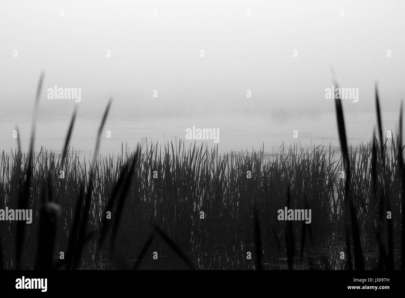 Wetland grasses hi-res stock photography and images - Alamy