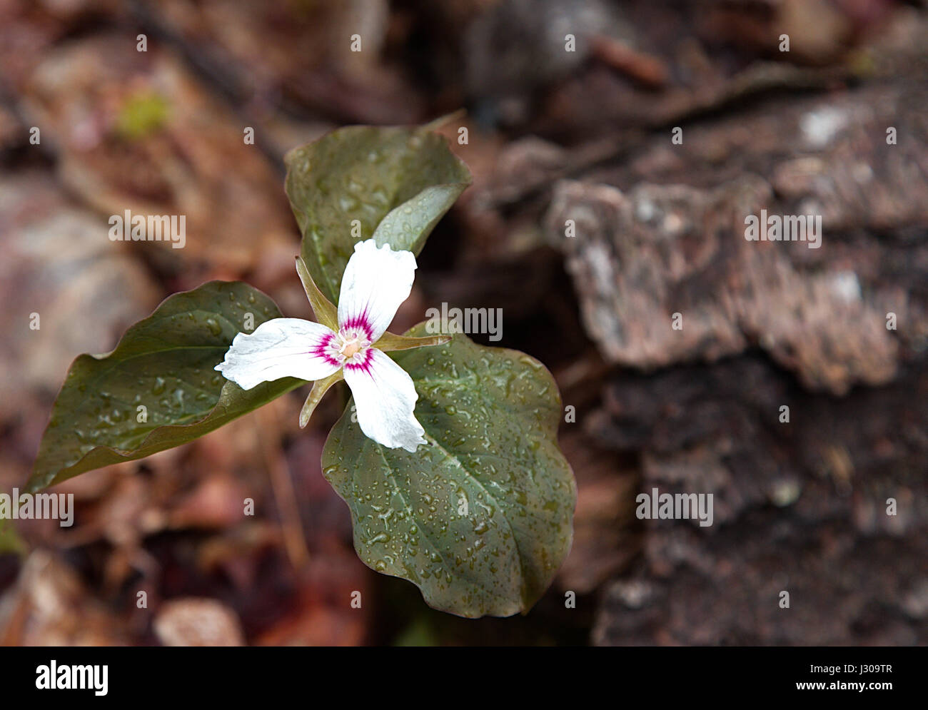 Trillium, Maroon star Stock Photo - Alamy