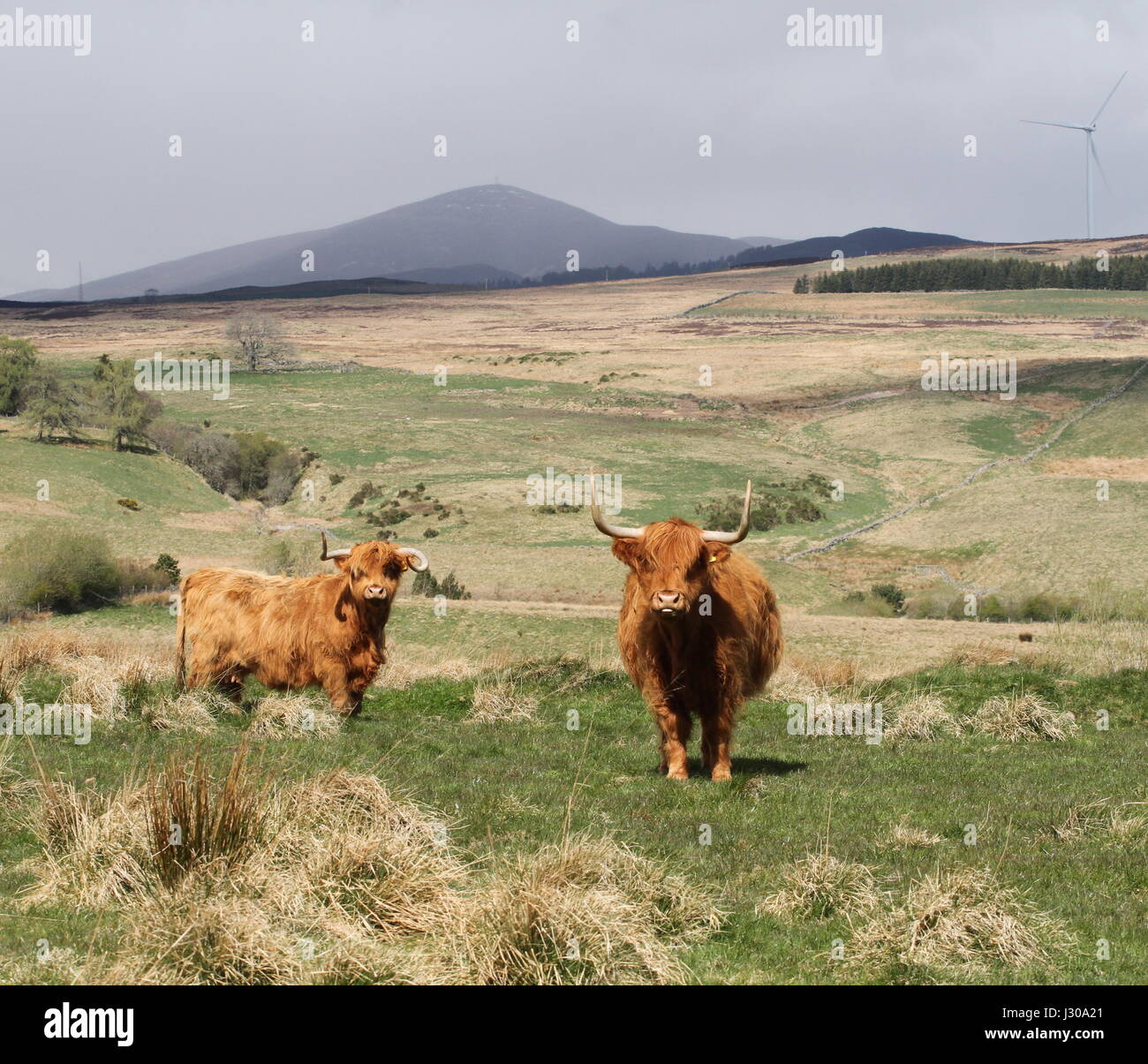 Highland cattle and Mount Blair Scotland April 2017 Stock Photo - Alamy