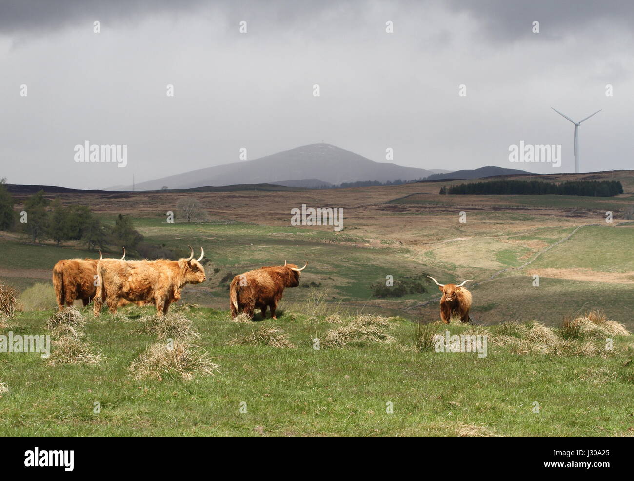 Highland cow and Mount Blair Scotland April 2017 Stock Photo - Alamy