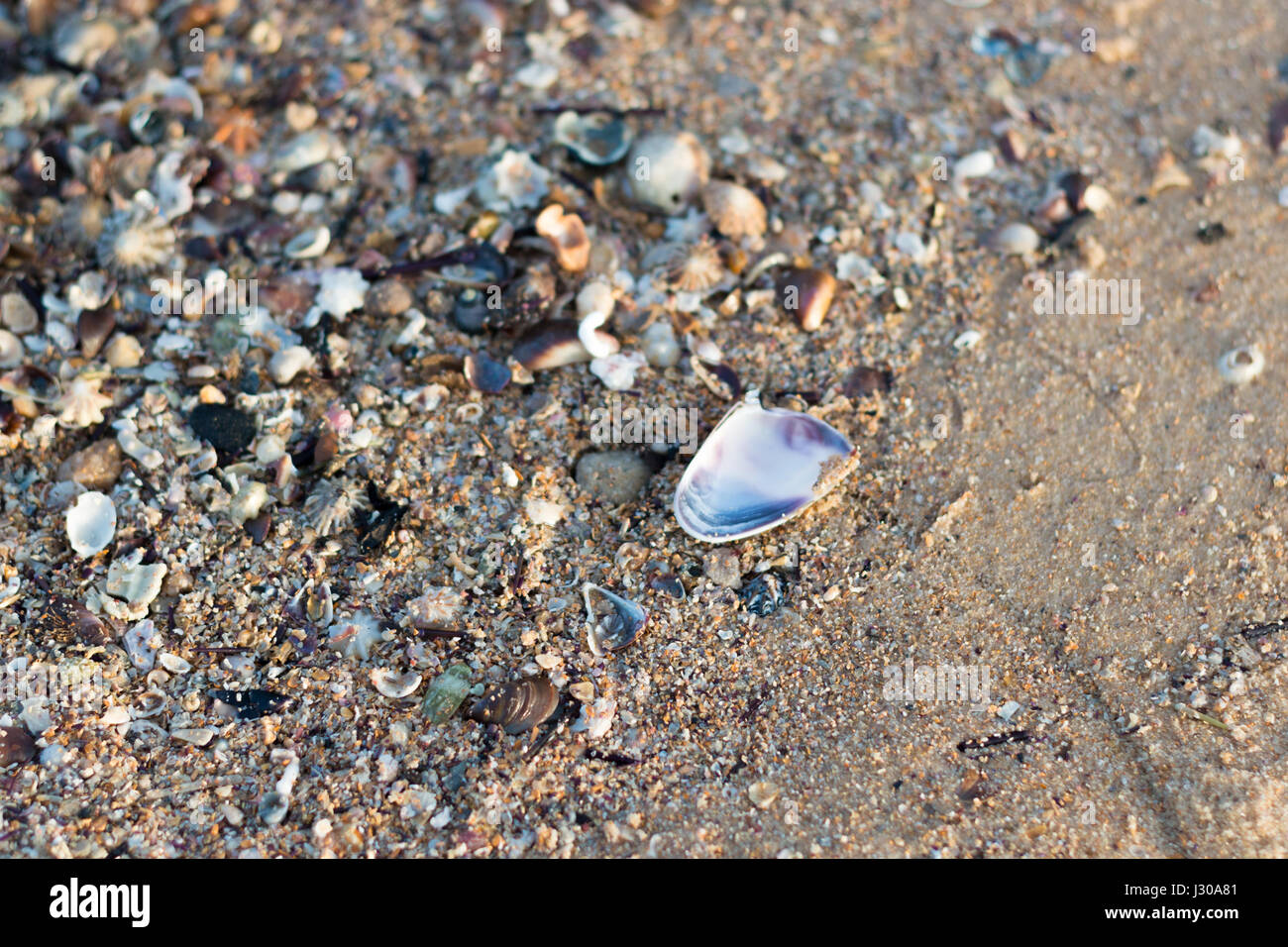 Sand in shells hi-res stock photography and images - Alamy