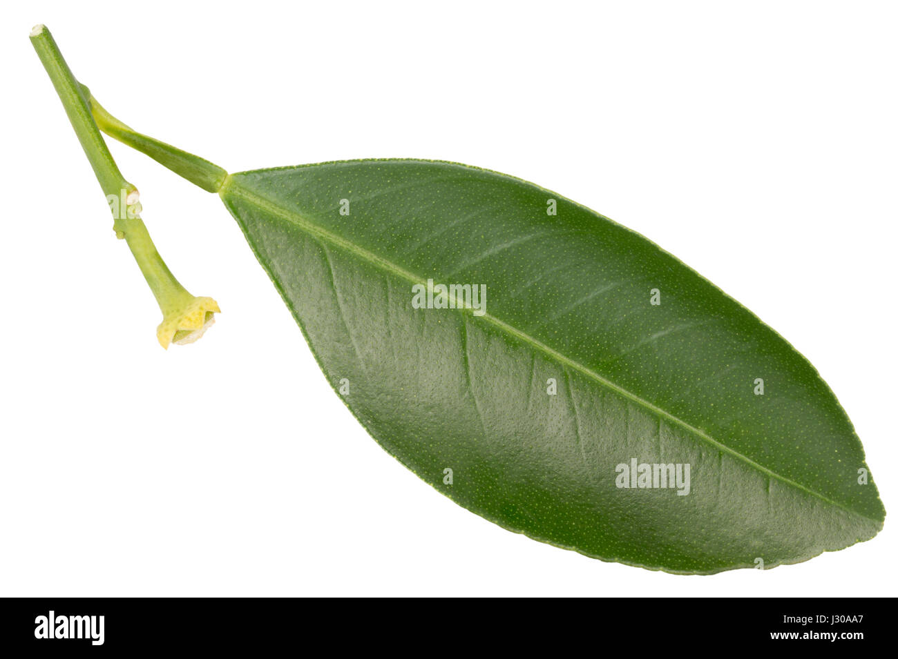 mandarin leaf isolated on a white background Stock Photo - Alamy