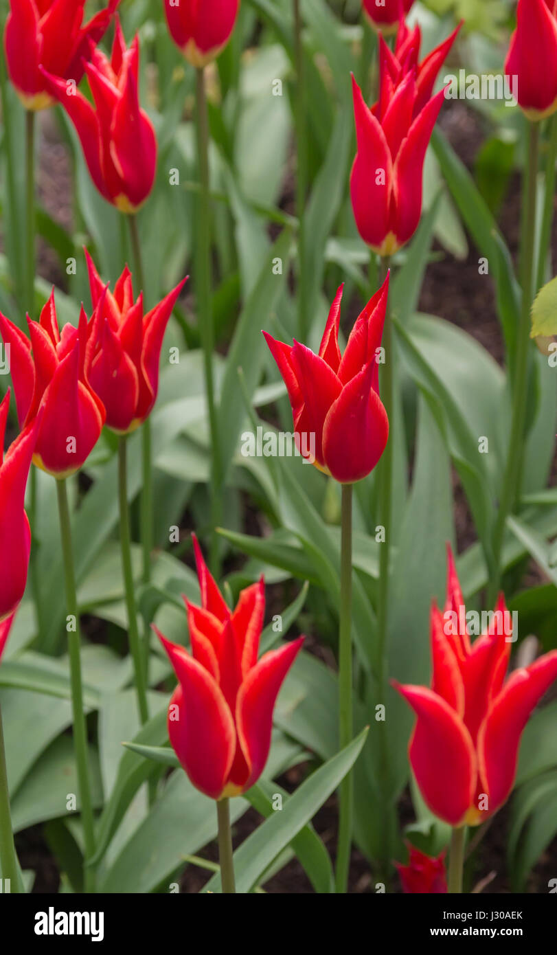 Pointed petals hi-res stock photography and images - Alamy