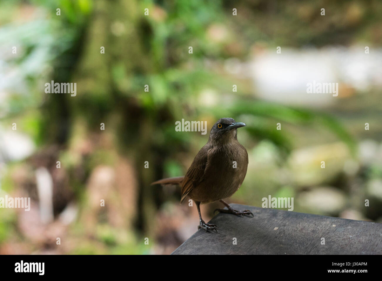 Little bird watching hi-res stock photography and images - Alamy
