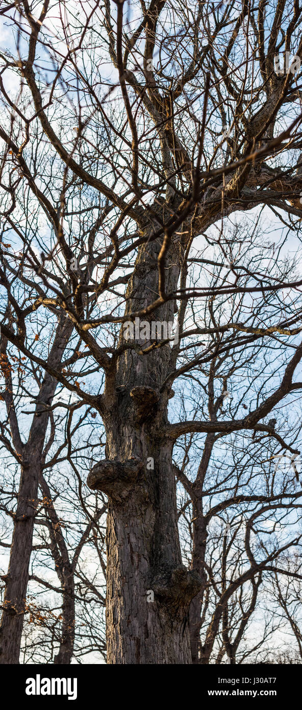 Dead berries on a tree branch with leaf buds forming Stock Photo - Alamy