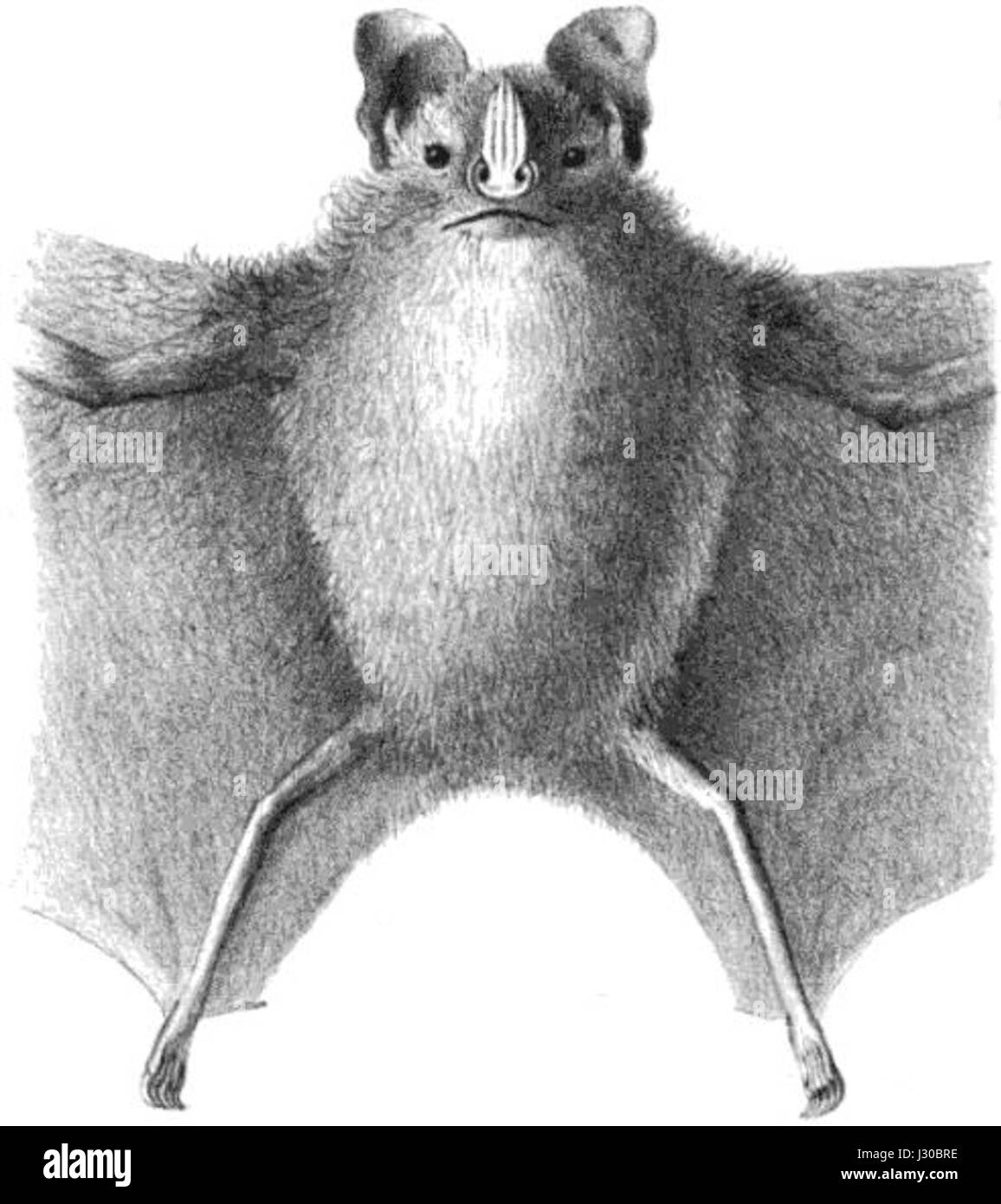 Artibeus toltecus hi-res stock photography and images - Alamy