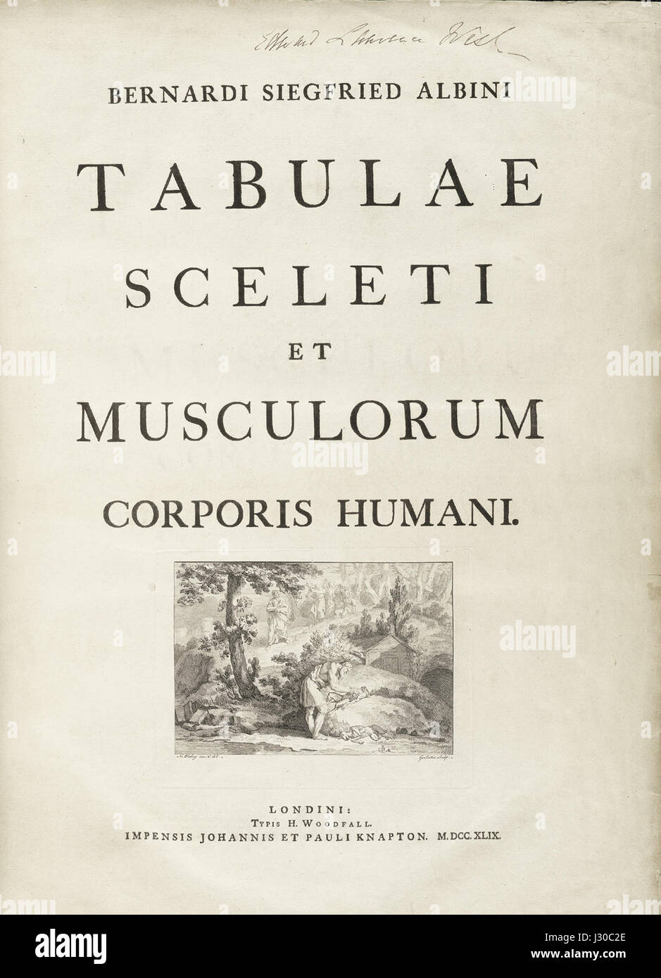 Albinus illustration hi-res stock photography and images - Alamy