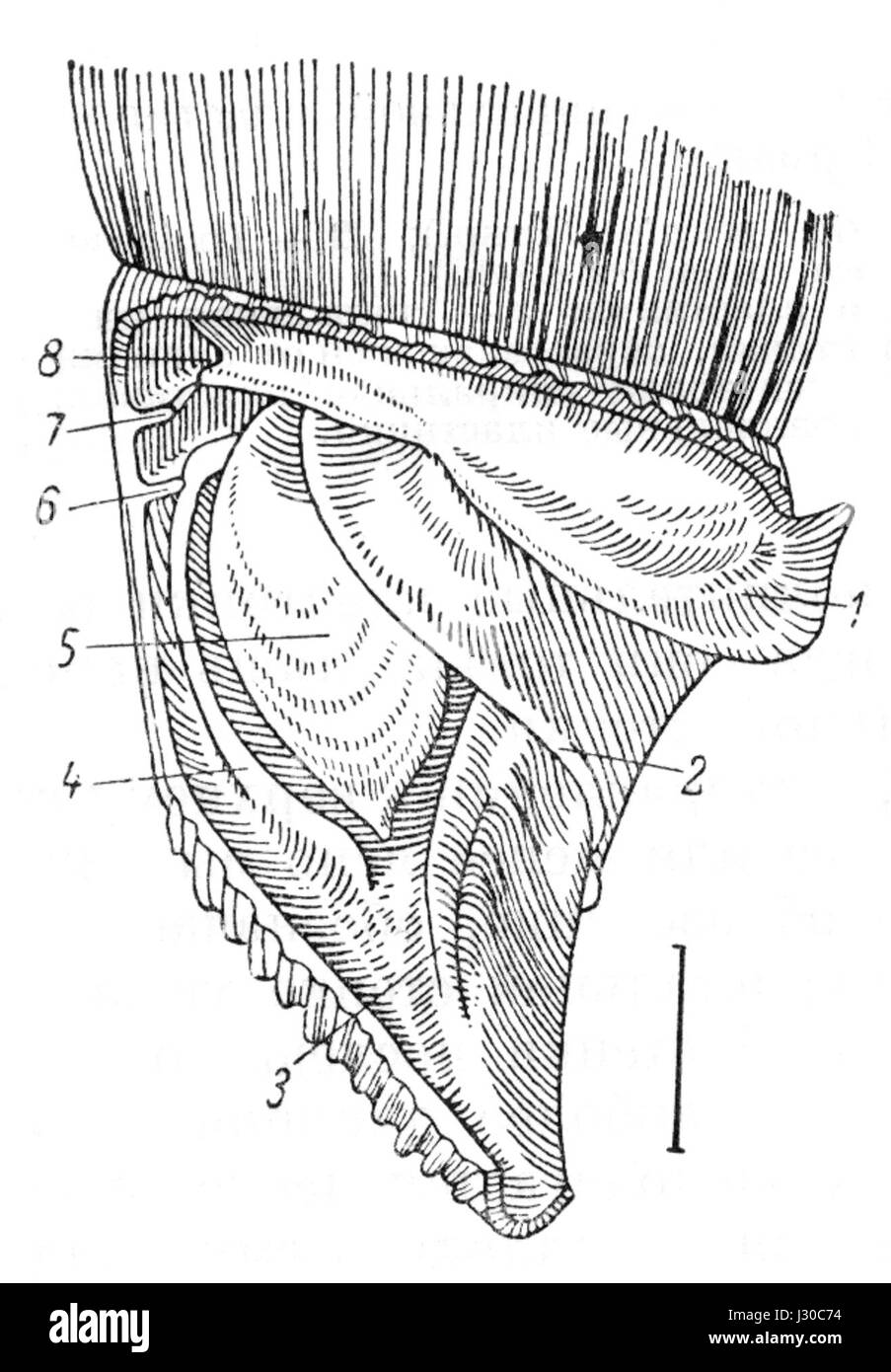 Anatomy and internal structure of the eye Cut Out Stock Images ...