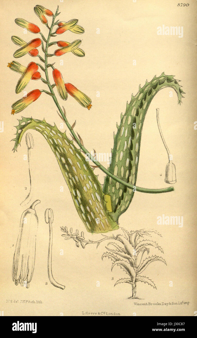 Aloe concinna is a species of Aloe native to southern Africa. Known for ...