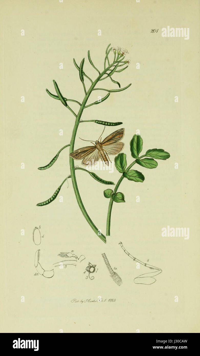 Volume 6 of British Entomology, Plate 201, depicts various insect ...