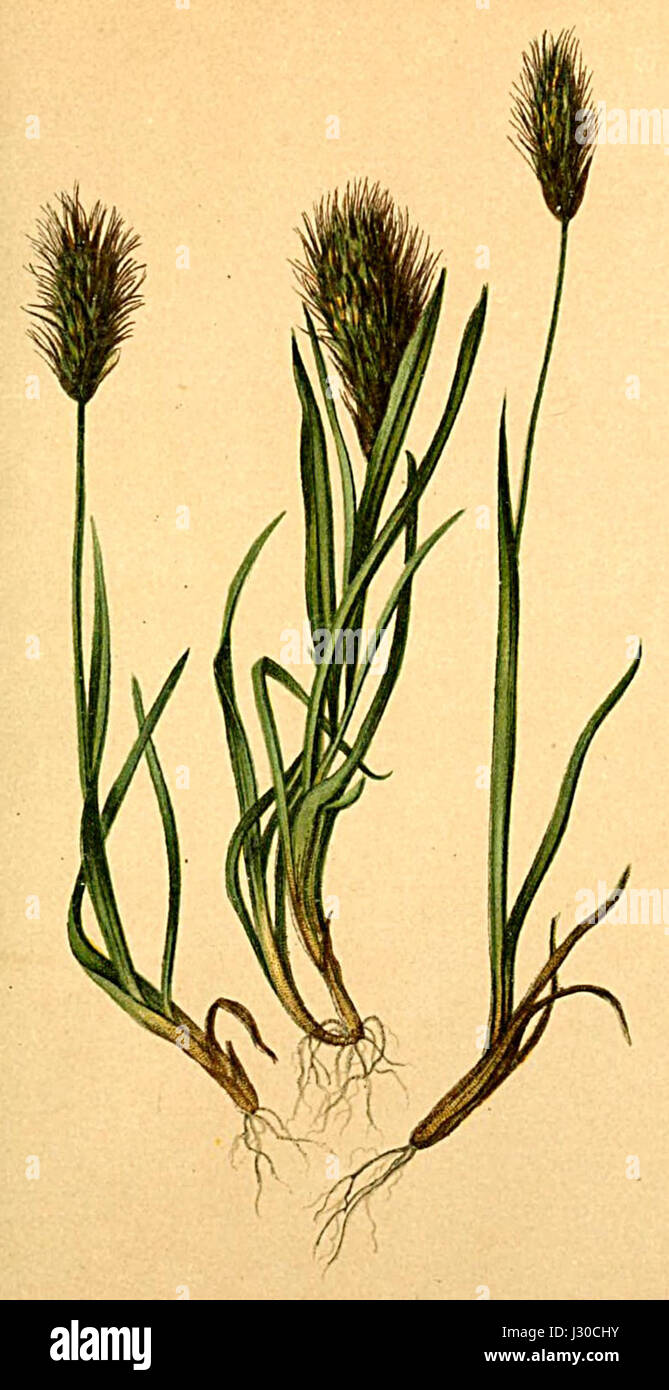 Avena subspicata is a species of grass illustrated in the Atlas ...