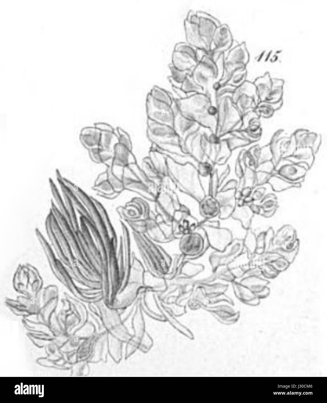 Balance nitrogen Black and White Stock Photos & Images - Alamy