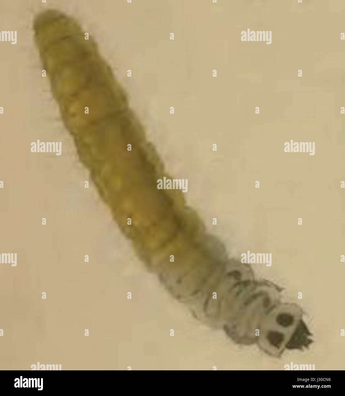 Gall larva hi-res stock photography and images - Alamy