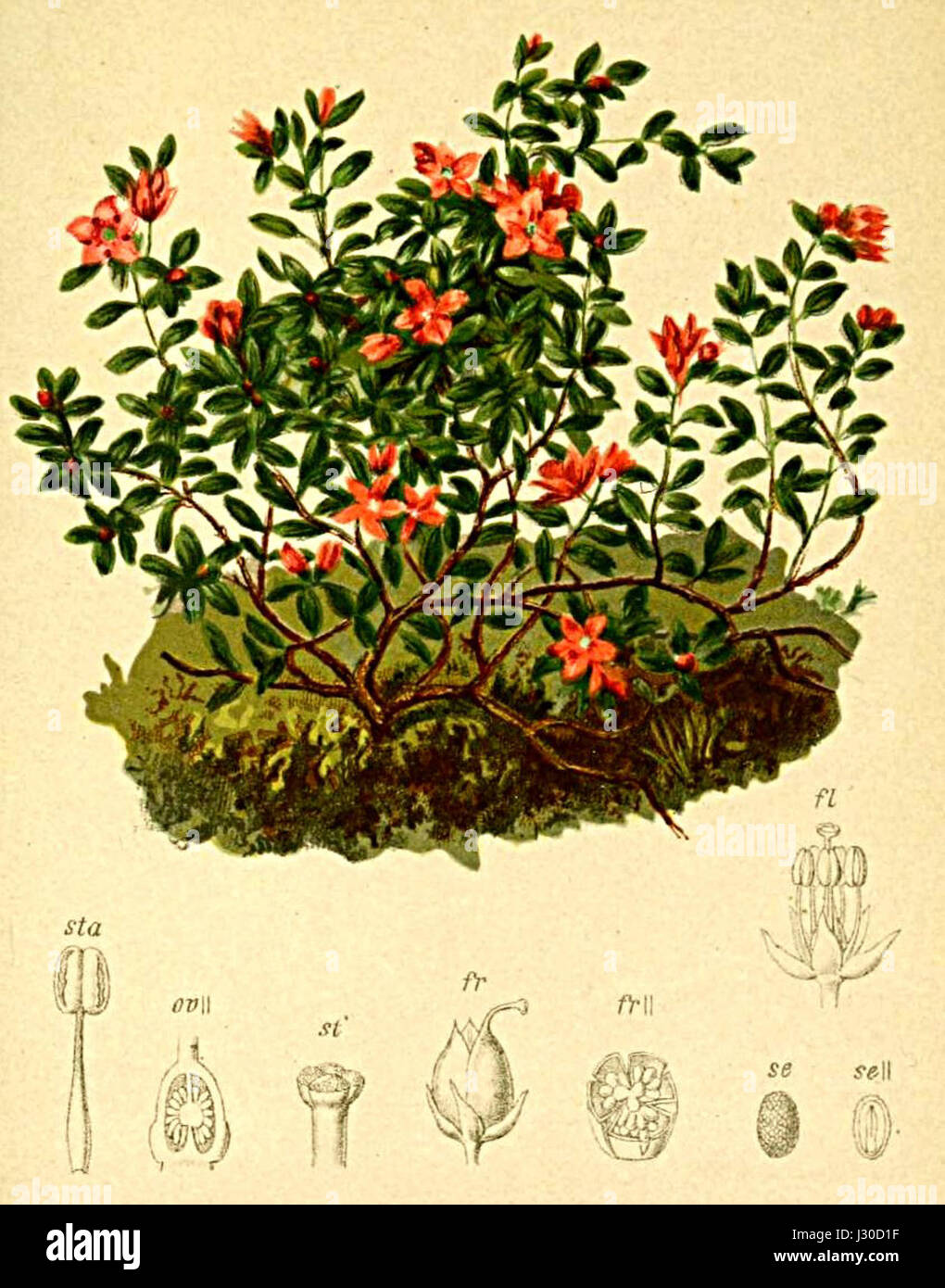 Azalea map hi-res stock photography and images - Alamy