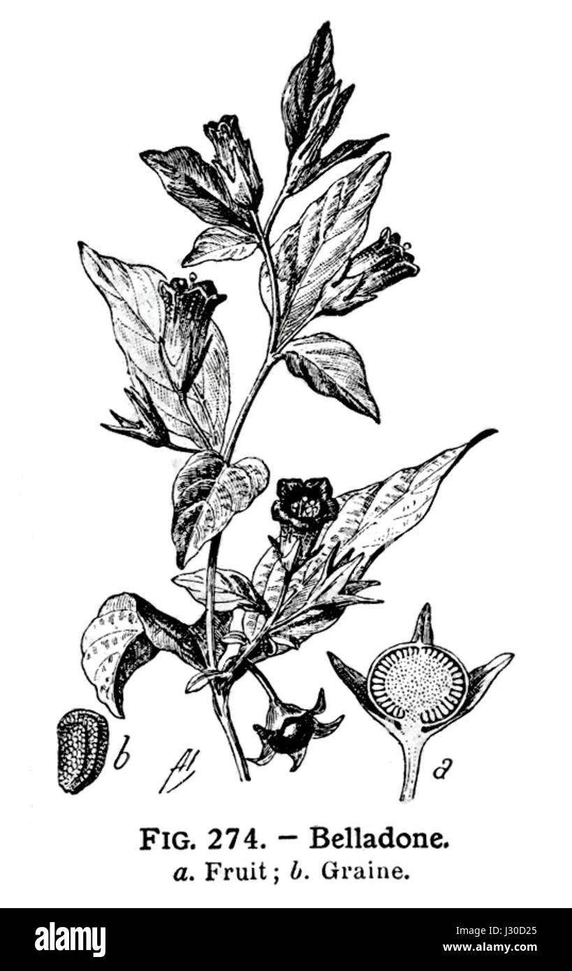 Belladone hi-res stock photography and images - Alamy