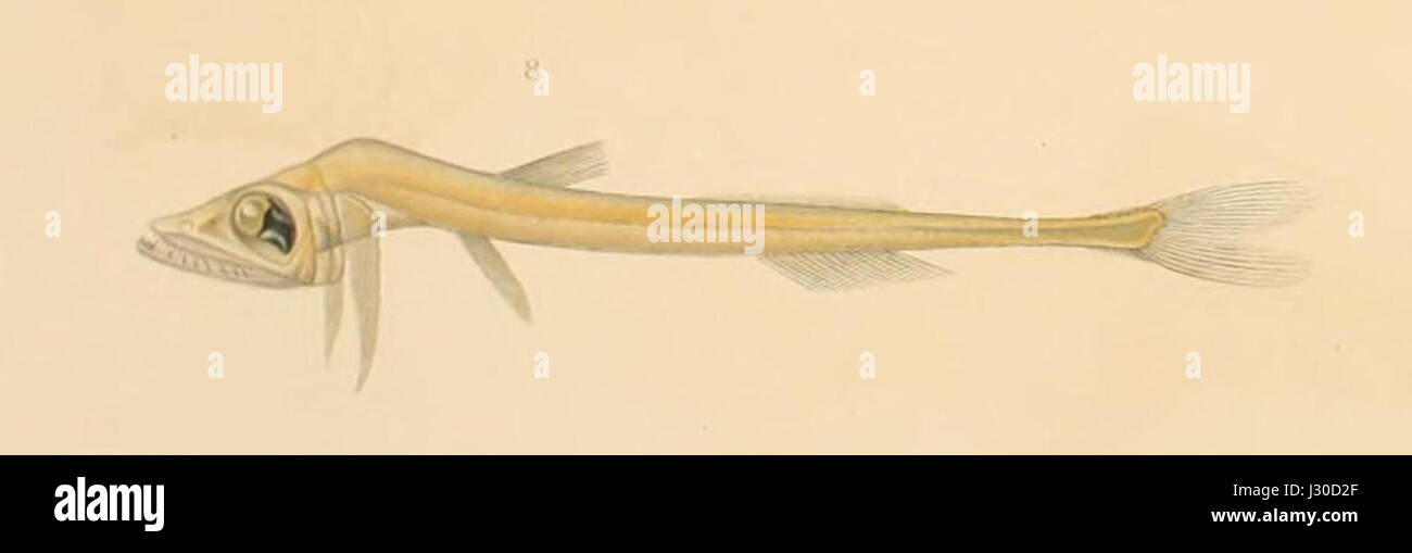 Benthalbella infans hi-res stock photography and images - Alamy