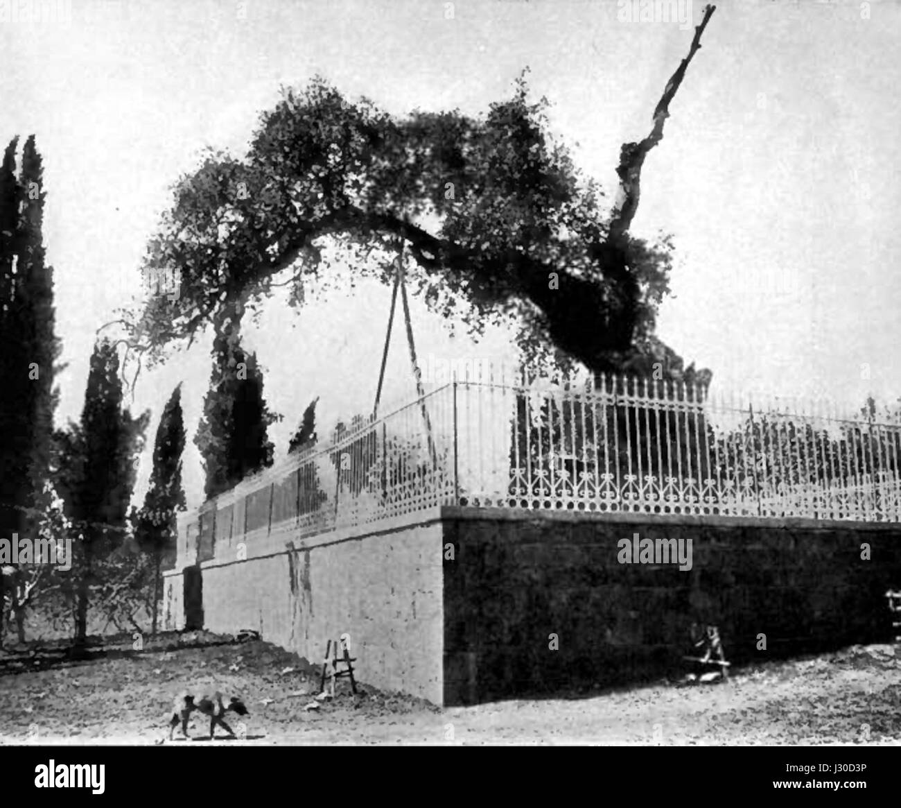 The Avraham Oak is a historical tree located in the Middle East, famous ...