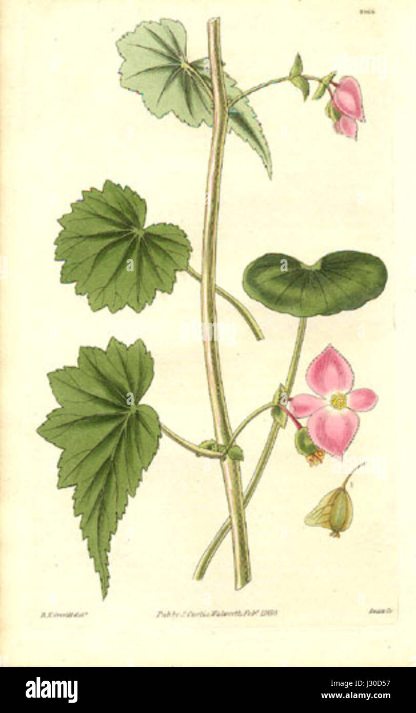 Begonia gracilis is a species within the Begoniaceae family, native to ...