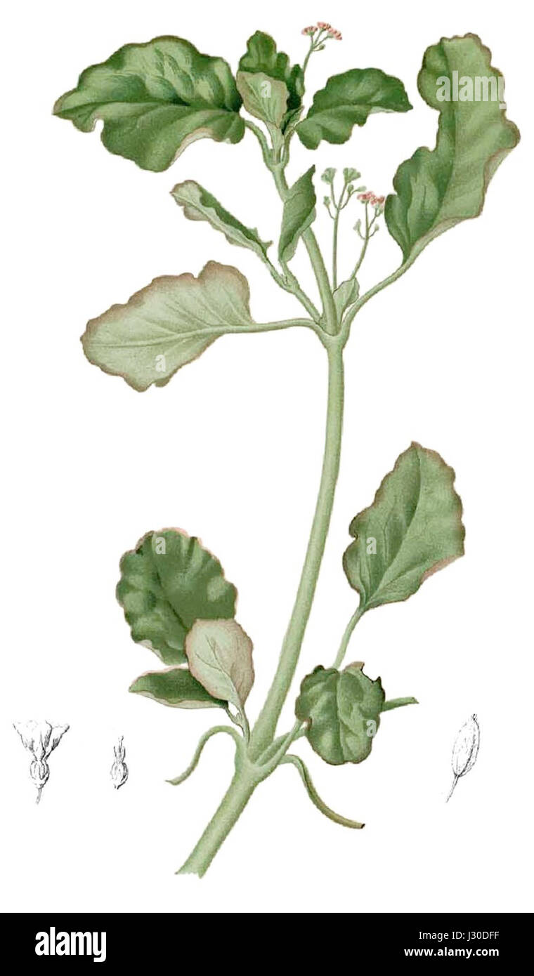 Boerhaavia diffusa hi-res stock photography and images - Alamy