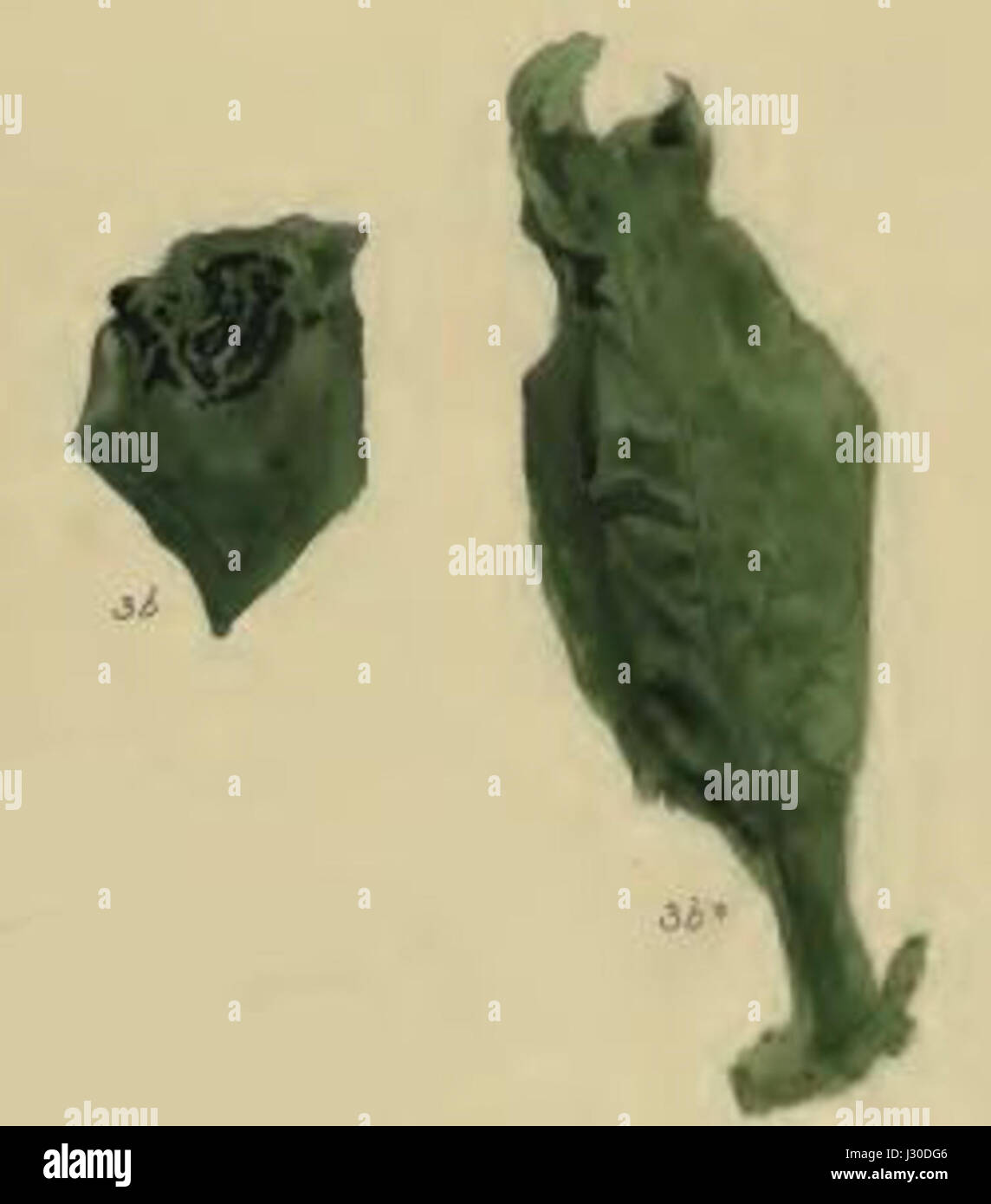 Caryocolum viscariella is a species of moth known for its damage to ...