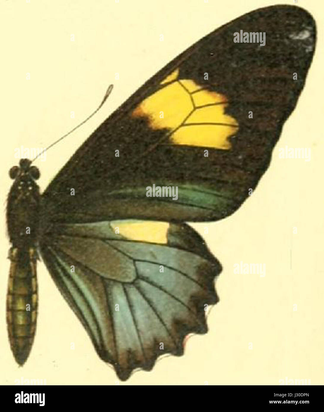 Tropical butterfly native to south central america hi-res stock ...