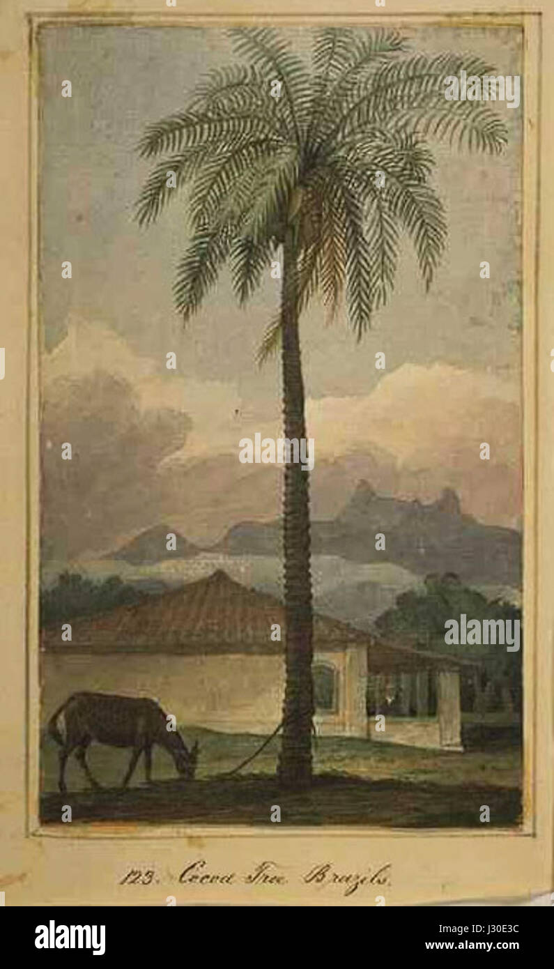 Brazil 18thcentury CocoaTree Stock Photo - Alamy