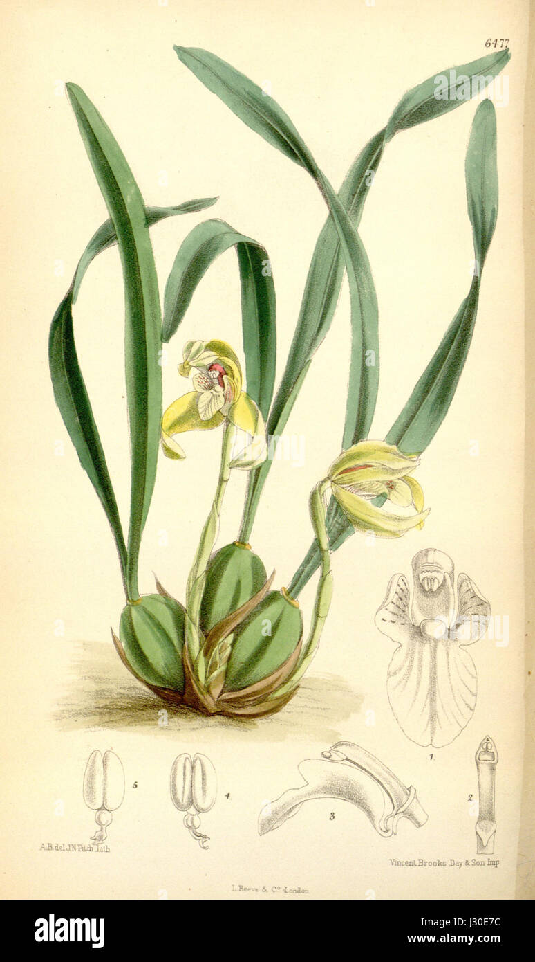 Brasiliorchis porphyrostele, previously known as Maxillaria ...