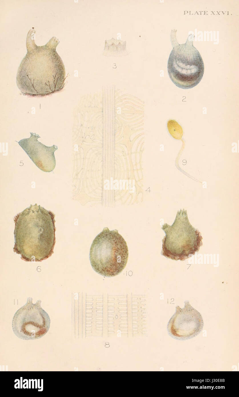 The British Tunicata Plate 2 illustrates various species of tunicates ...