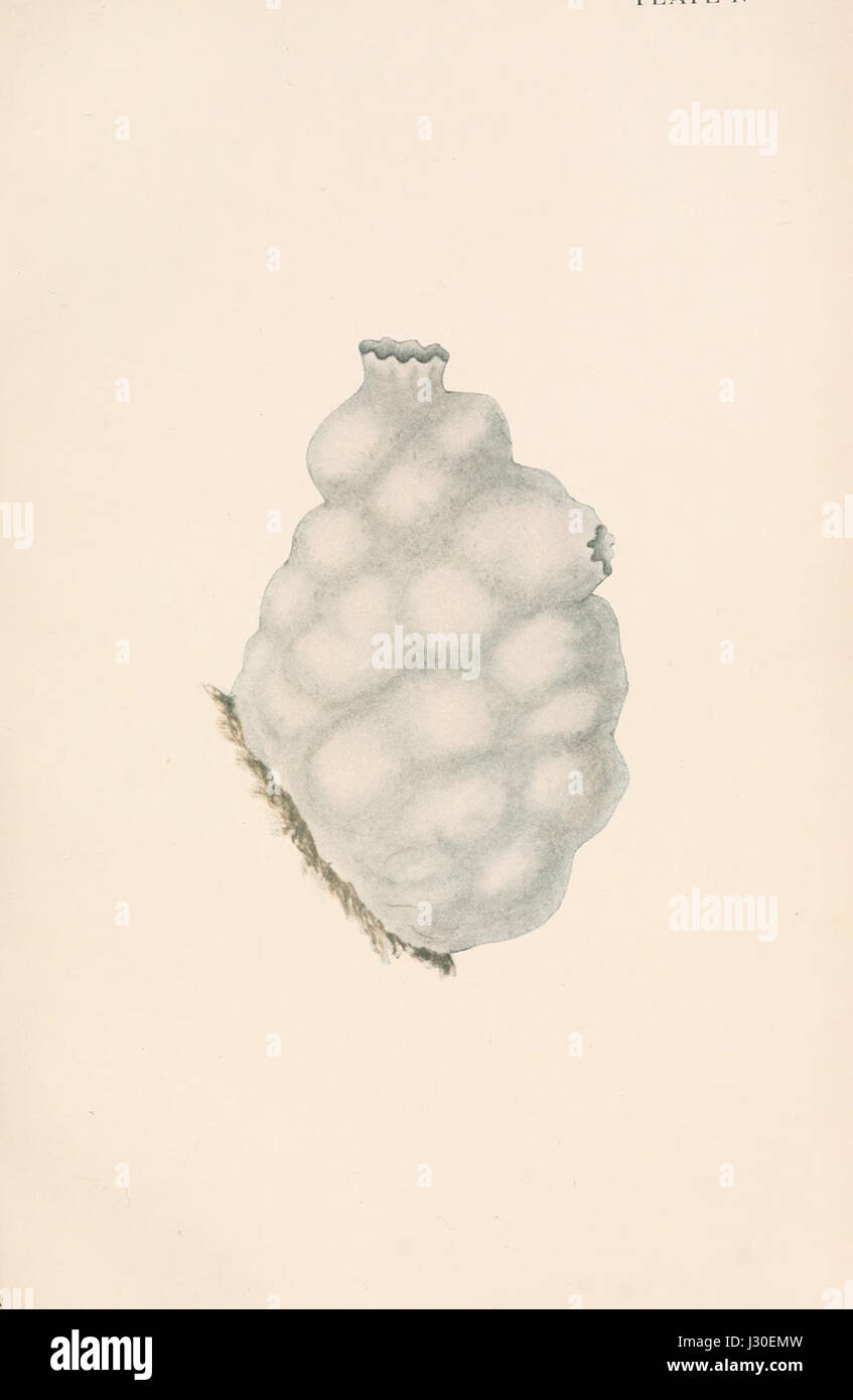 The 'British Tunicata Plate 1' is an illustration of marine life ...