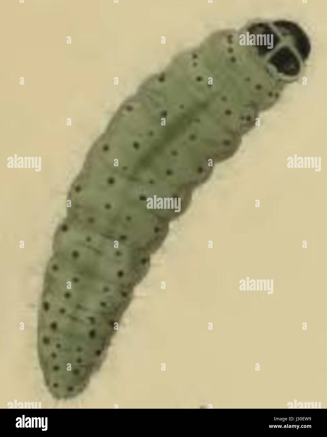 Caryocolum fischerella is a species of moth whose larvae are often ...