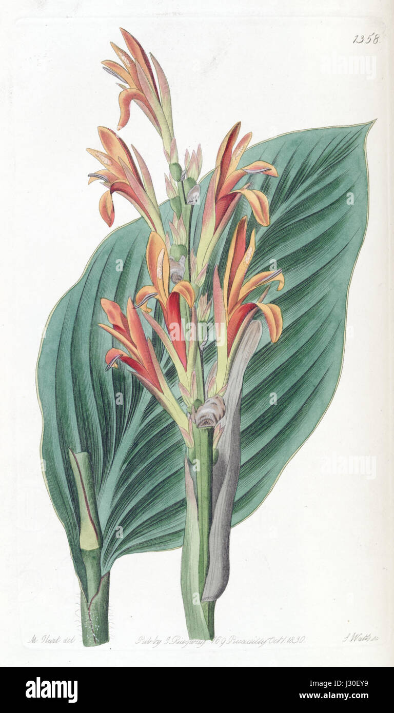 C indica hi-res stock photography and images - Alamy