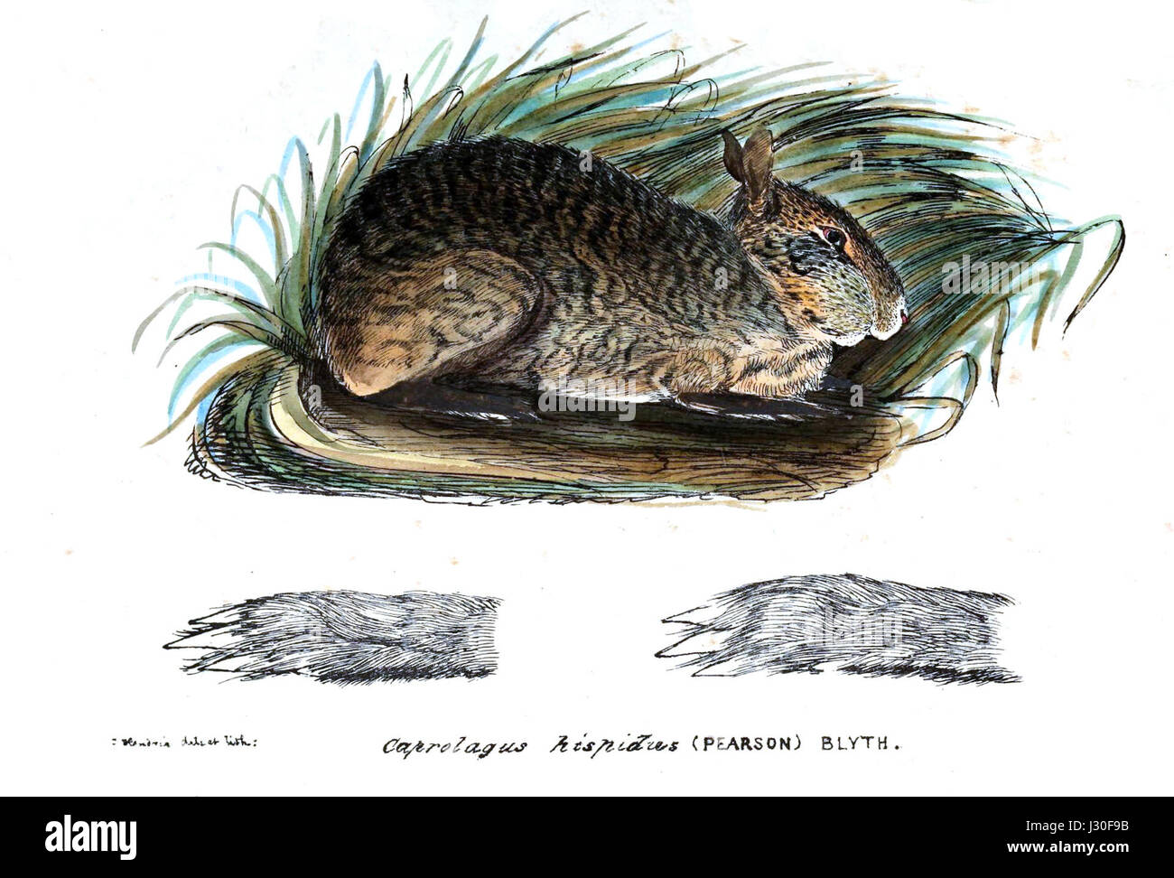 Hispid hare hi-res stock photography and images - Alamy