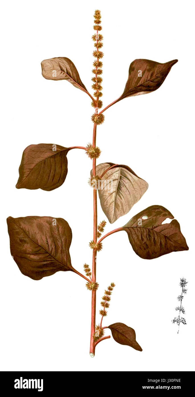 Amaranthus sp Blanco2.289-cropped Stock Photo - Alamy